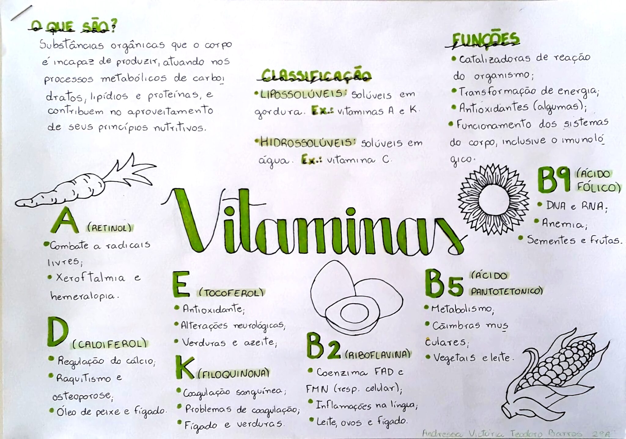 MAPA MENTAL SOBRE VITAMINAS - Maps4Study