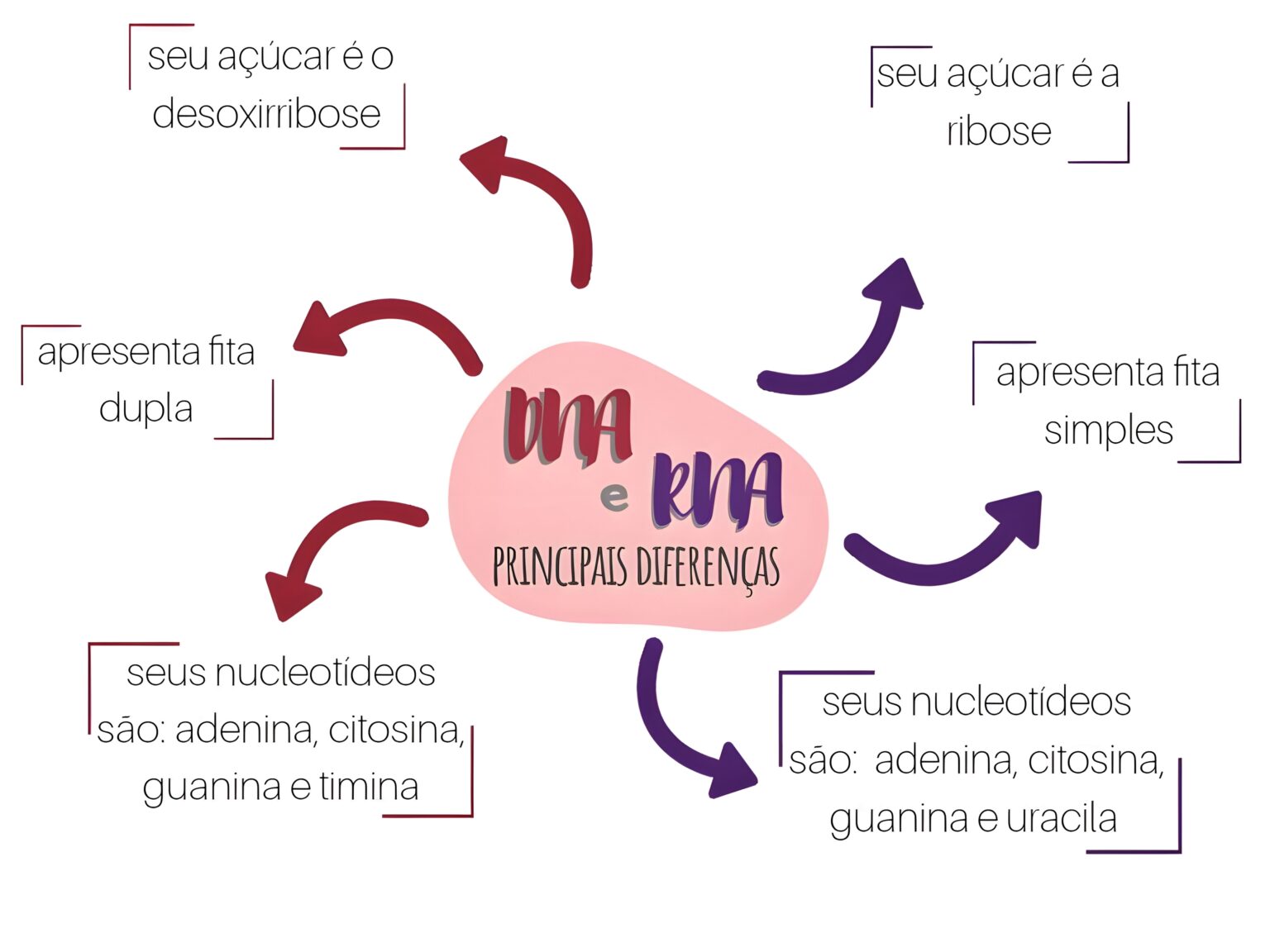 MAPA MENTAL SOBRE ÁCIDOS NUCLEICOS: DNA E RNA - Maps4Study