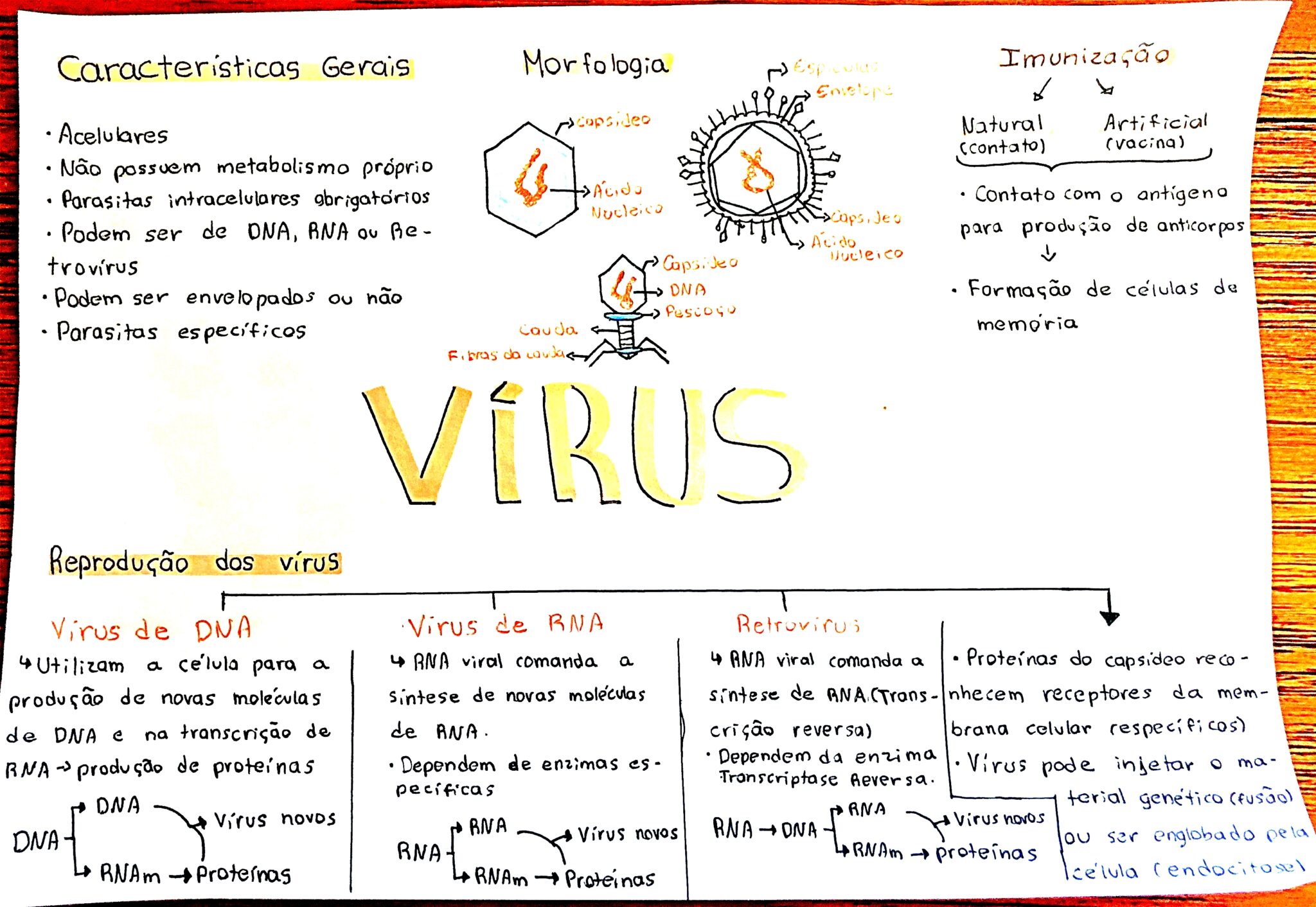 MAPA MENTAL SOBRE VÍRUS - Maps4Study