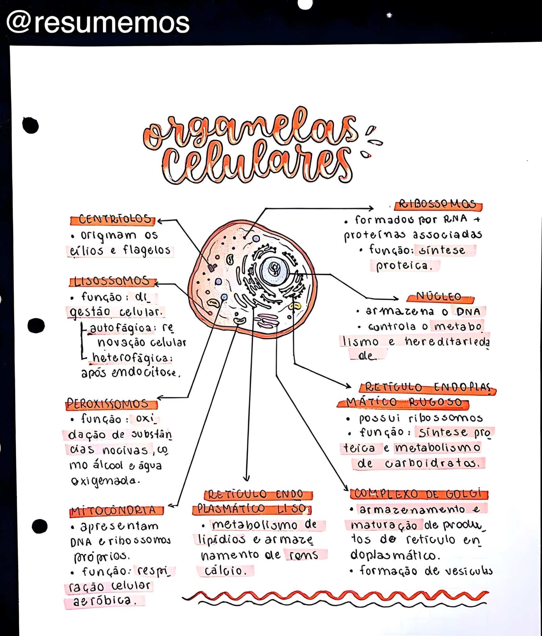 MAPA MENTAL SOBRE ORGANELAS CELULARES/CITOPLASMÁTICAS - Maps4Study