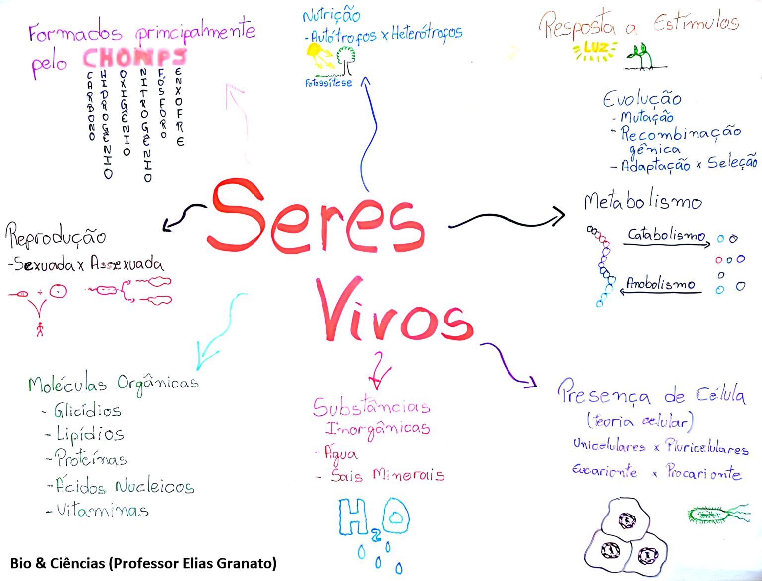 MAPA MENTAL SOBRE CARACTERÍSTICAS DOS SERES VIVOS - Maps4Study