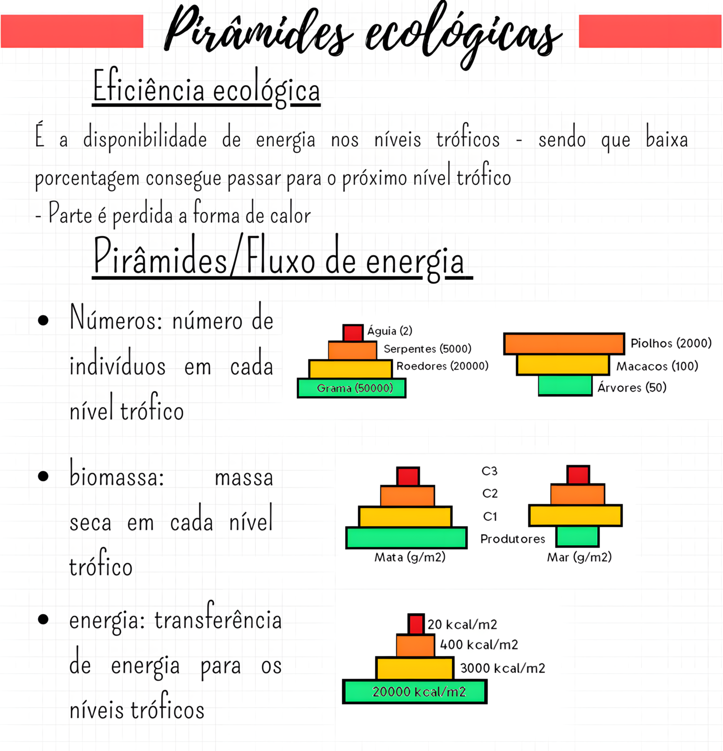 MAPA MENTAL SOBRE PIRÂMIDES ECOLÓGICAS - Maps4Study