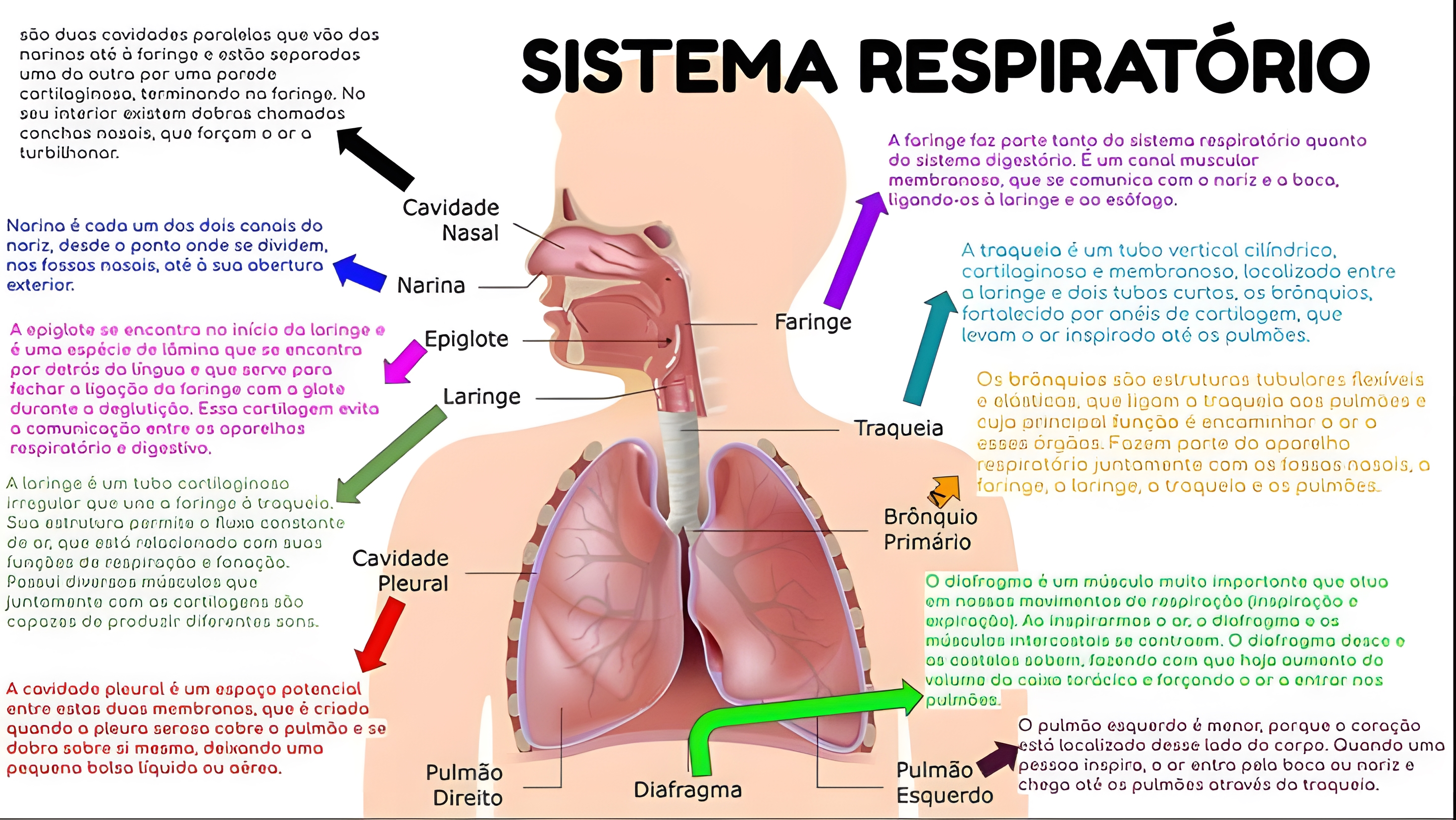 Mapa Mental Sobre Sistema Respiratório Maps4study