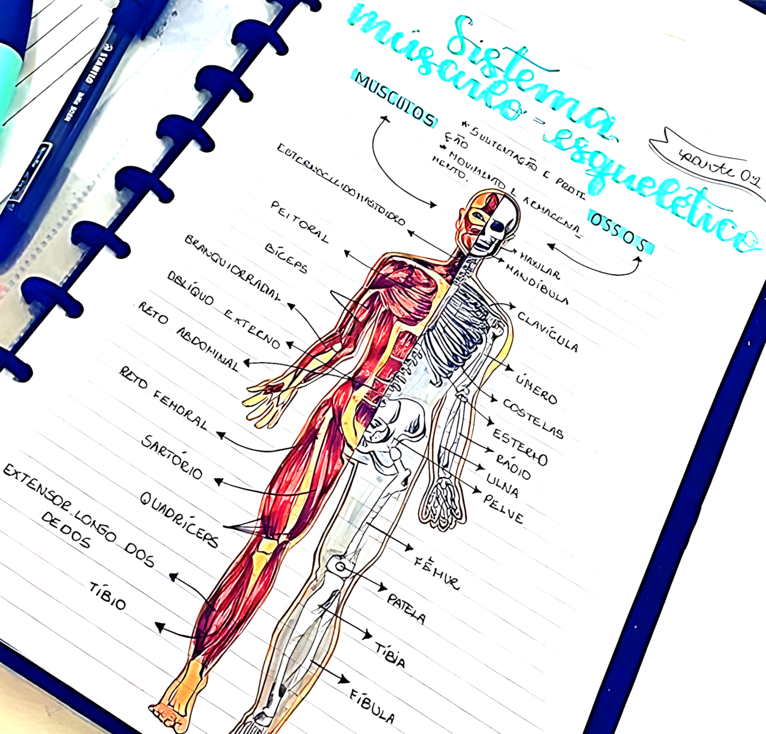 MAPA MENTAL SOBRE SISTEMA MUSCULAR - Maps4Study