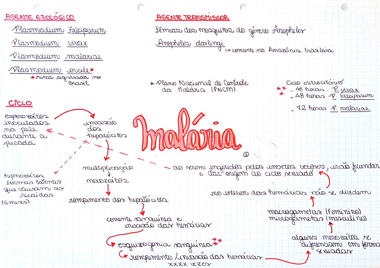 MAPA MENTAL SOBRE MALÁRIA - Maps4Study